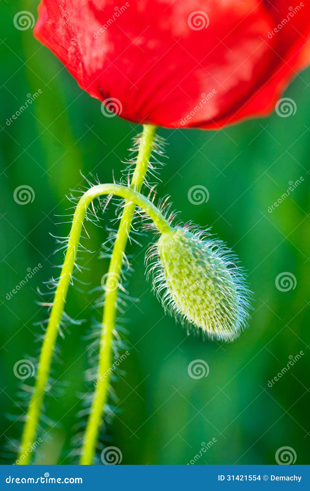 Poppy and Bud stock photo. Image of link, field, scene - 31421554