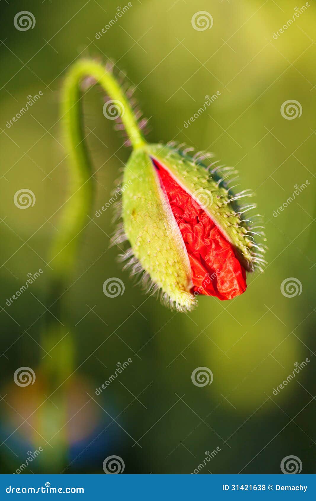 Poppy Bud stock photo. Image of opening, rural, idyllic - 31421638
