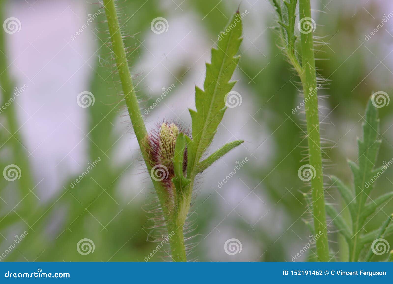Red Follicles on Flanders Poppy Flower Bud Stock Photo - Image of ...
