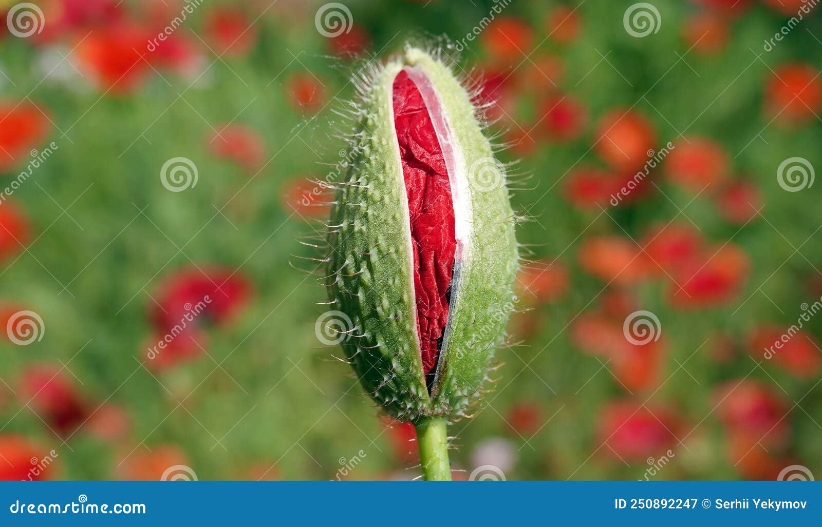 Poppy flower bud stock image. Image of poppy, smell - 250892247