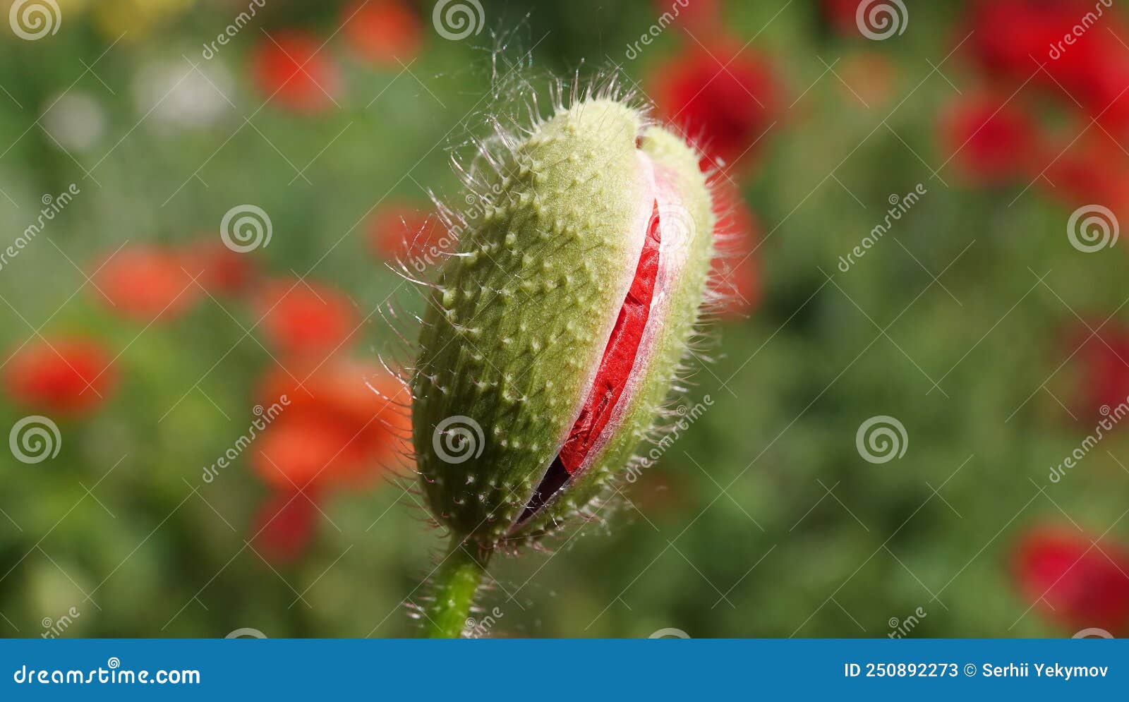 Poppy flower bud stock image. Image of field, gardener - 250892273
