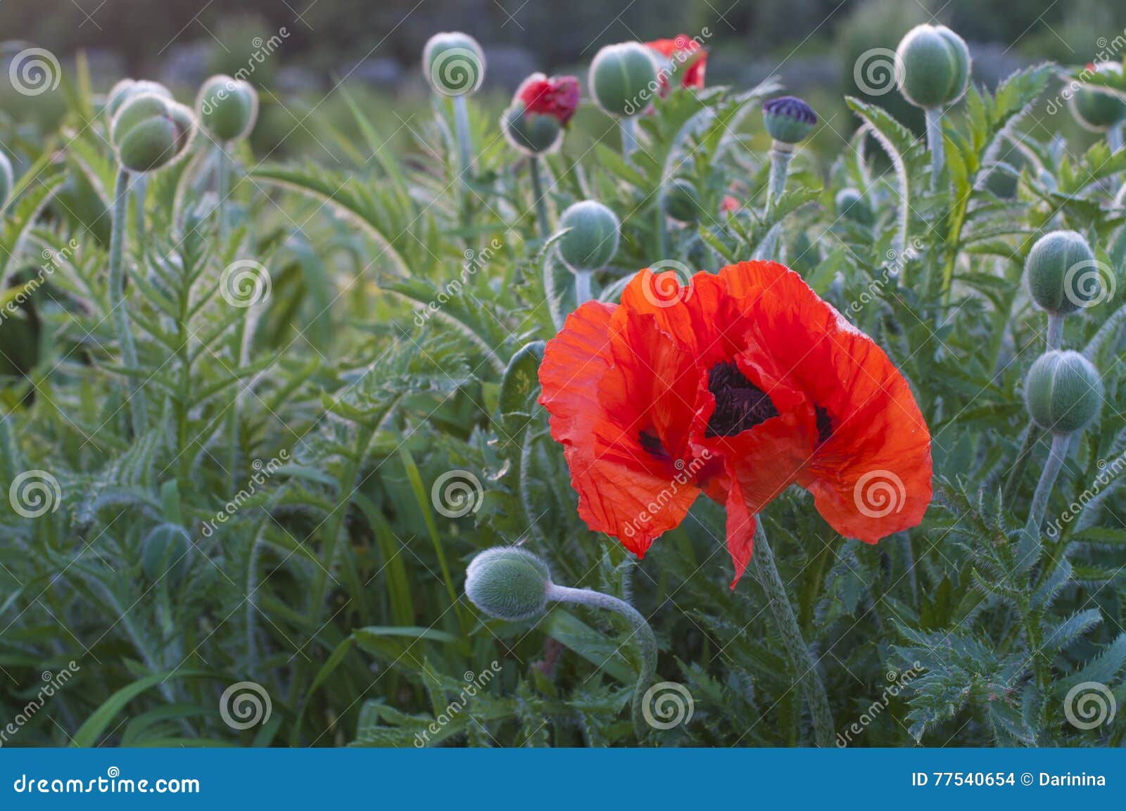 Poppy bush stock photo. Image of outdoors, rhoeas, bloom - 77540654