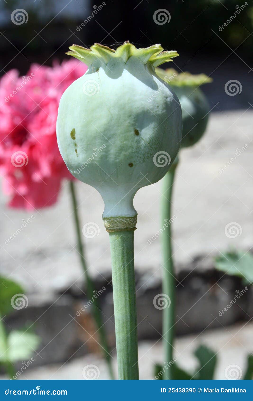 Poppy capsule stock photo. Image of closeup, poppy, single - 25438390