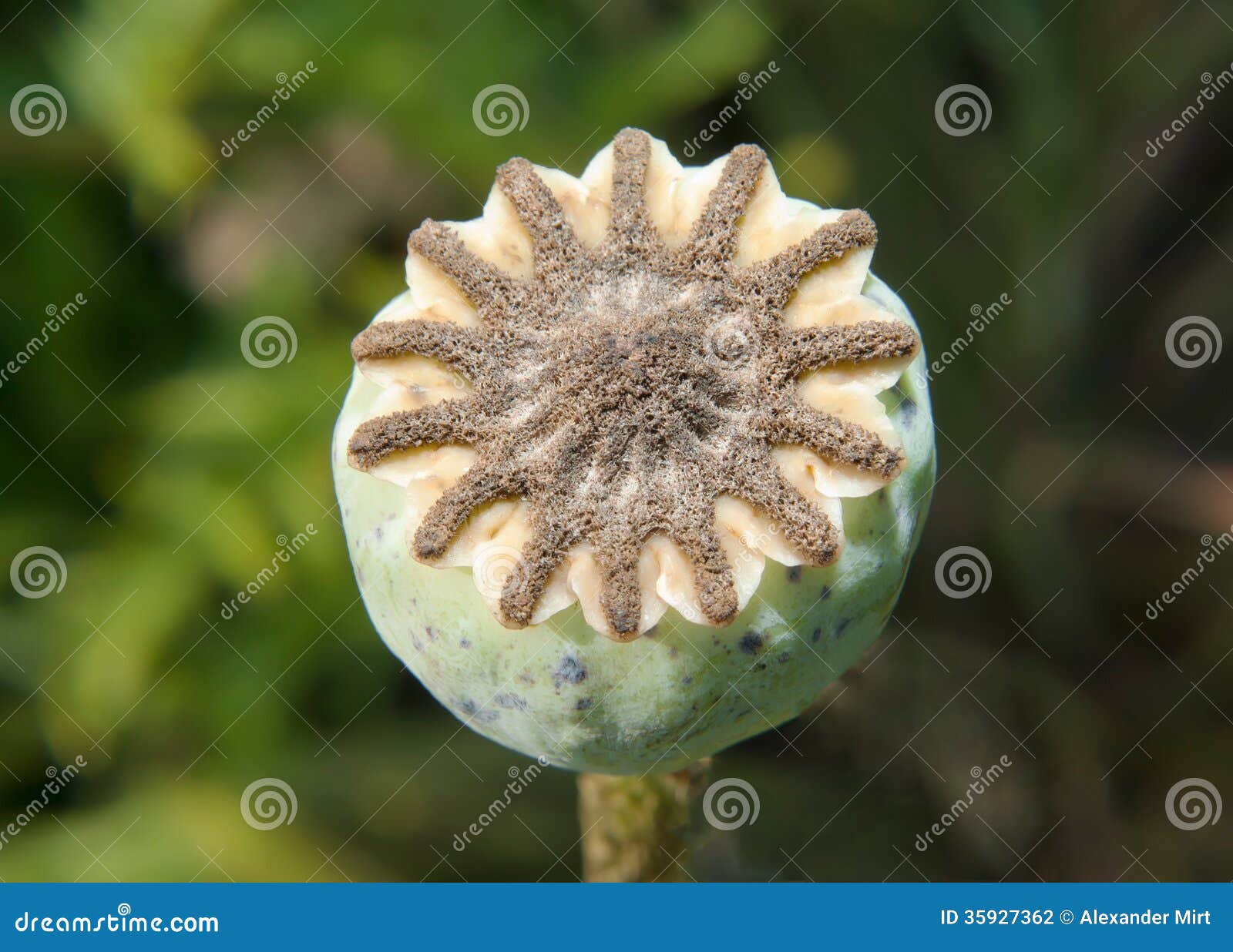 Poppy Capsule stock photo. Image of medicinal, summer - 35927362