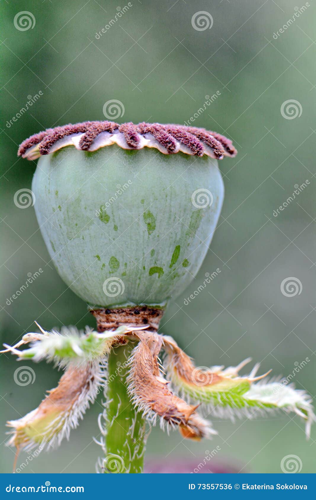 Poppy capsule closeup stock photo. Image of opium, herb - 73557536