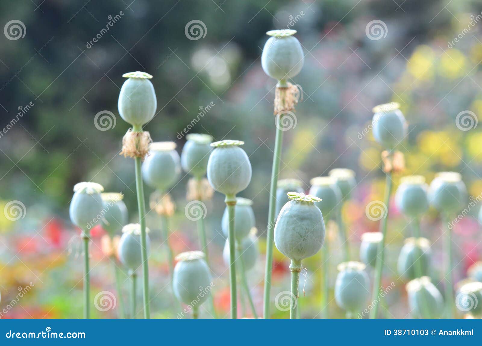 Poppy capsule stock image. Image of macro, flora, somniferum - 38710103
