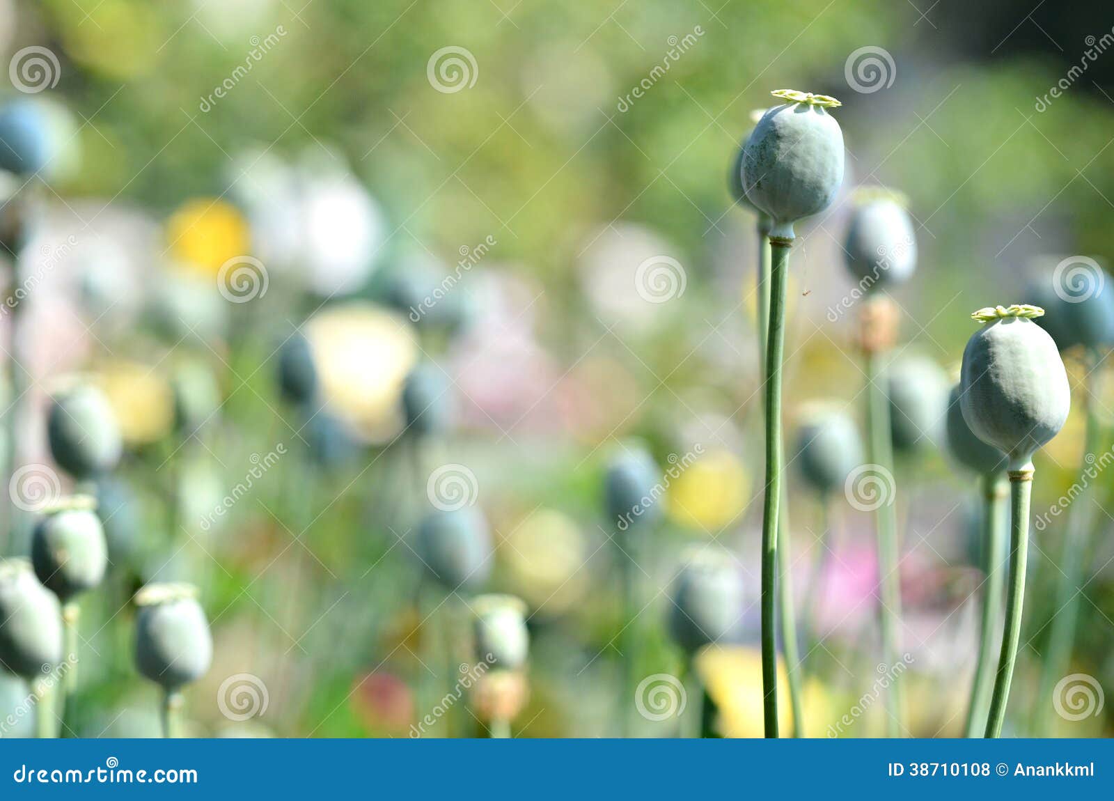 Poppy capsule stock photo. Image of green, plant, head - 38710108