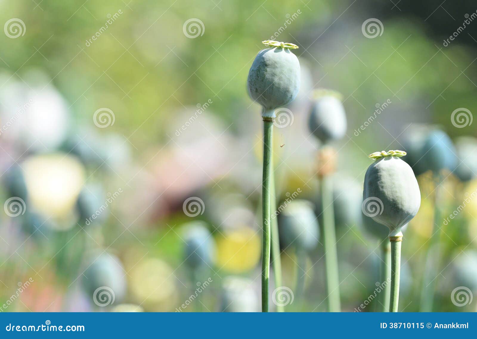 Poppy capsule stock image. Image of papaver, agriculture - 38710115