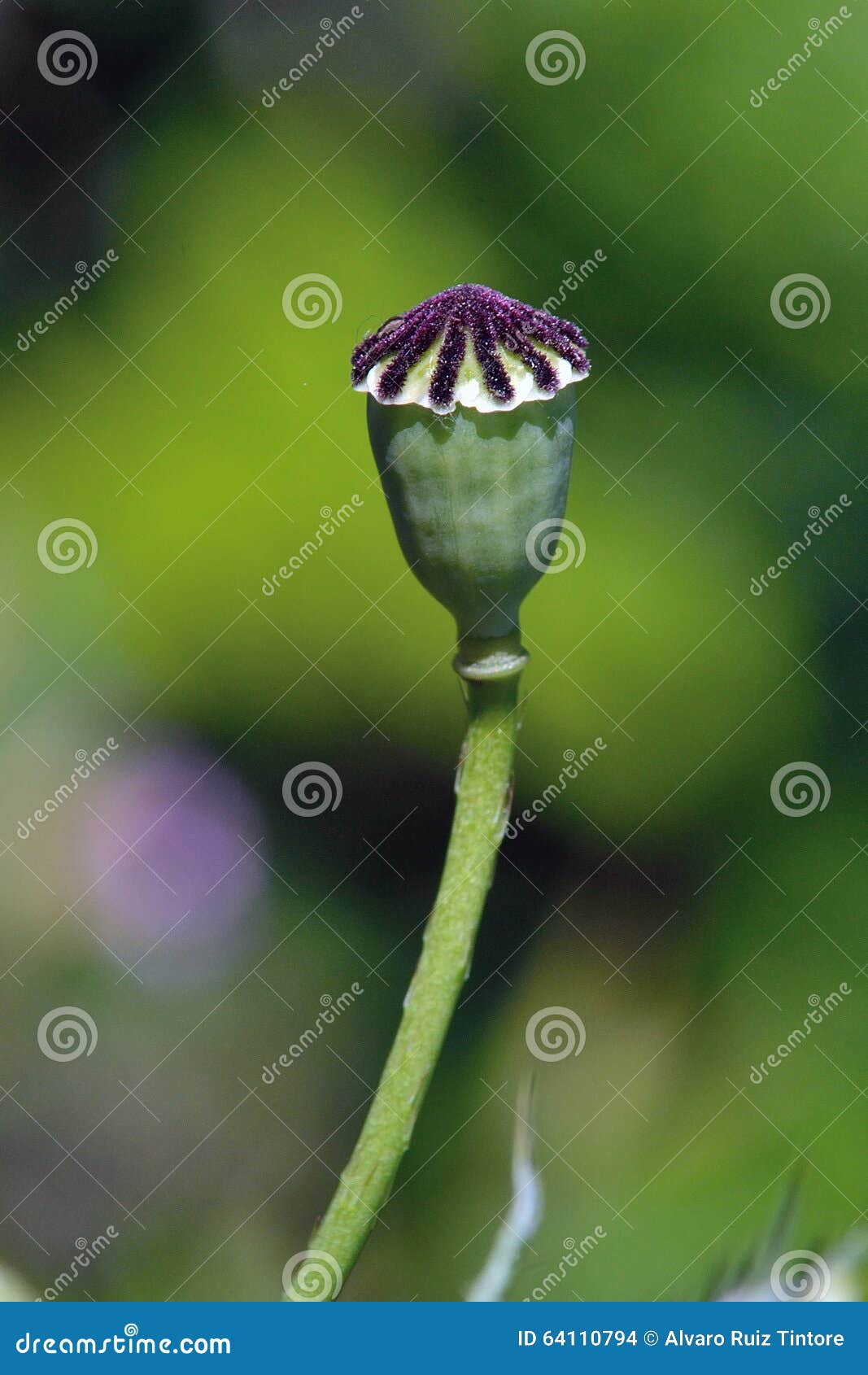 Poppy capsule. stock photo. Image of plant, flowers, medicinal - 64110794