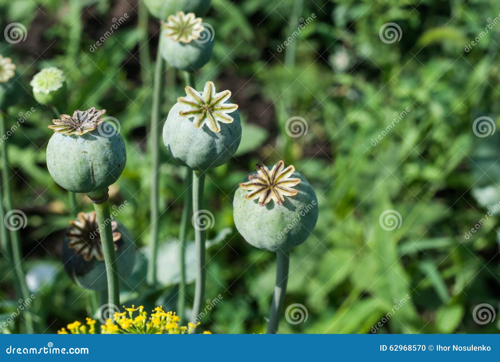 Poppy capsule on the stem stock photo. Image of bright - 62968570