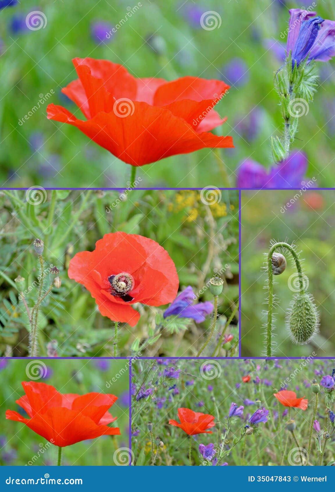 Poppy collage stock image. Image of plants, close, nature - 35047843