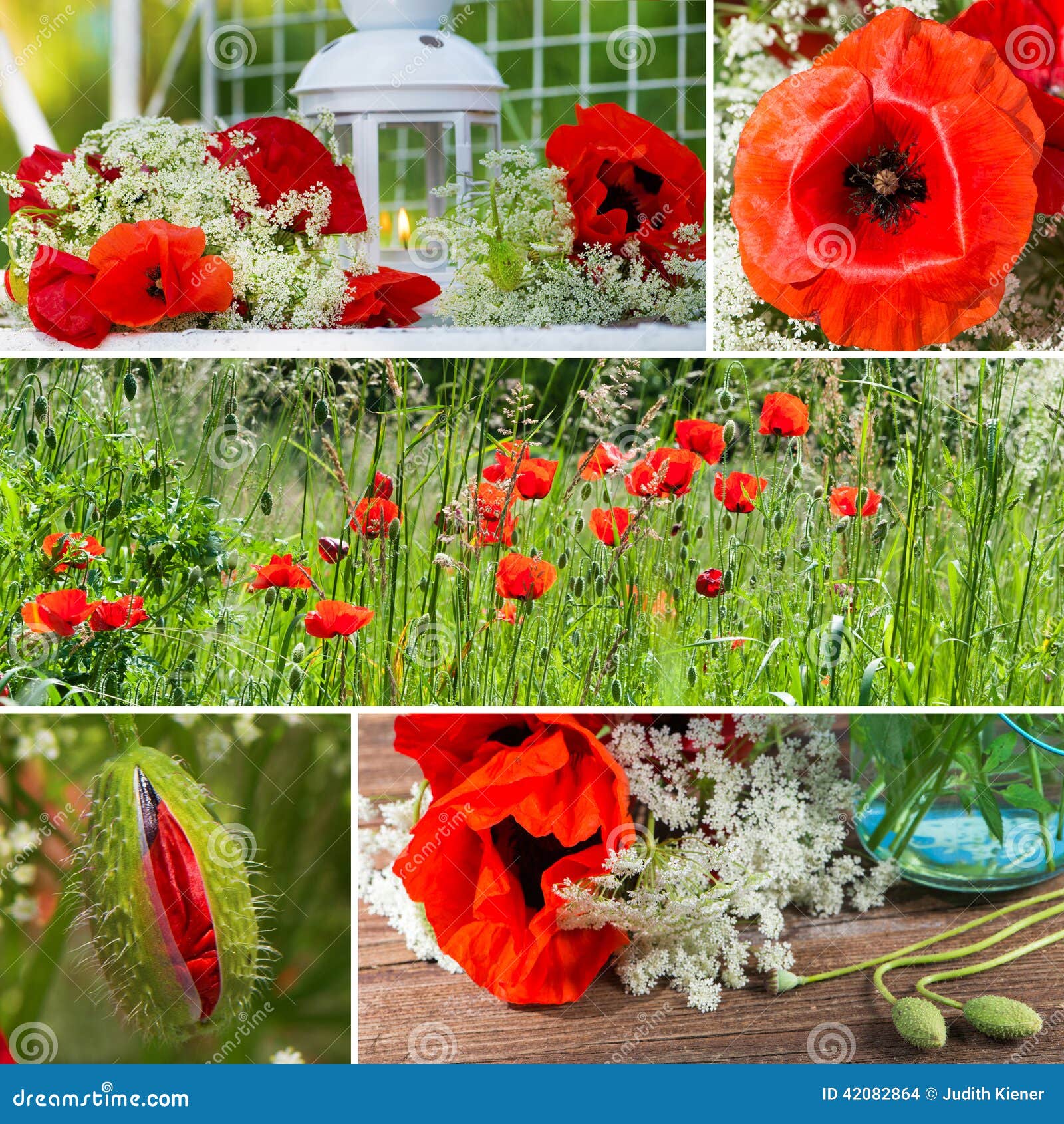 Poppy collage stock photo. Image of knopse, blossoms - 42082864