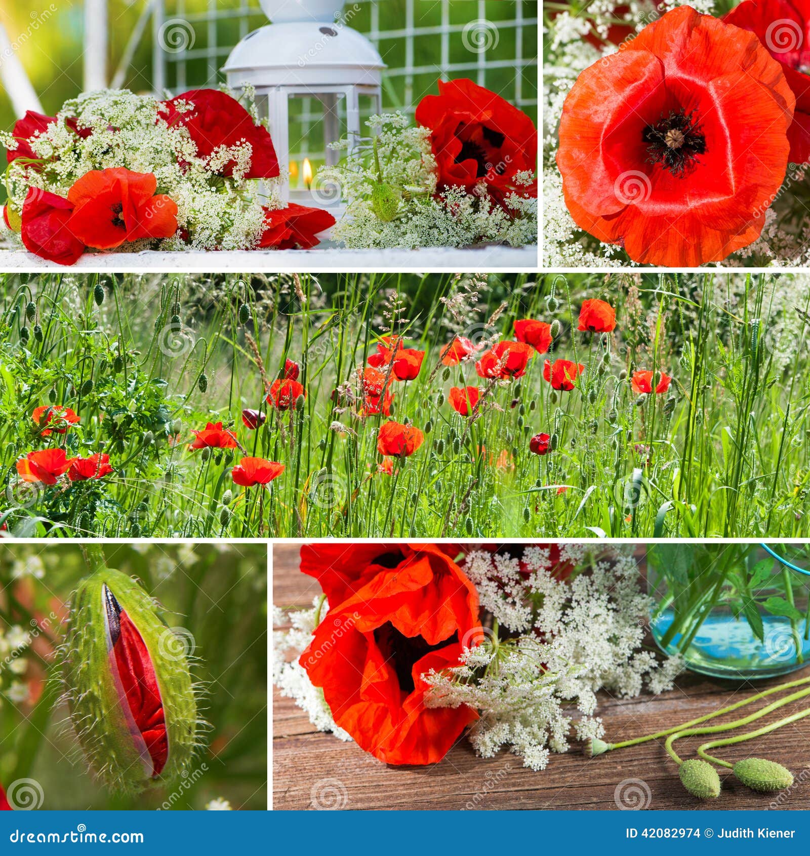 Poppy collage stock photo. Image of poppy, romantic, wildflowers - 42082974