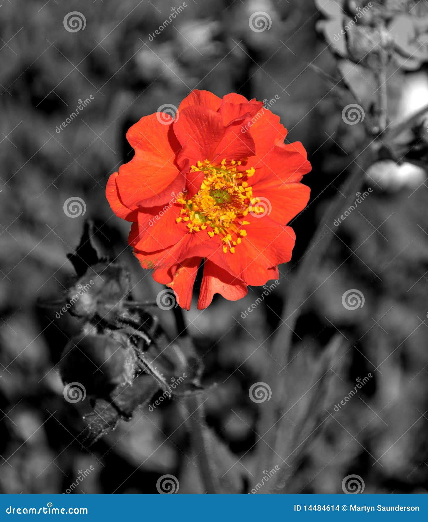 Poppy Colour Pop stock photo. Image of blossom, summer - 14484614
