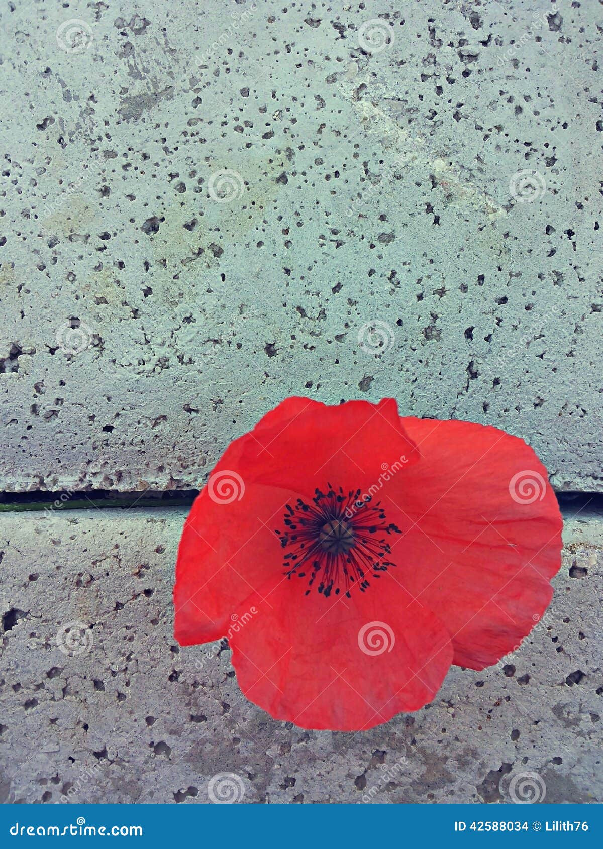 Poppy and concrete stock photo. Image of concrete, flower - 42588034