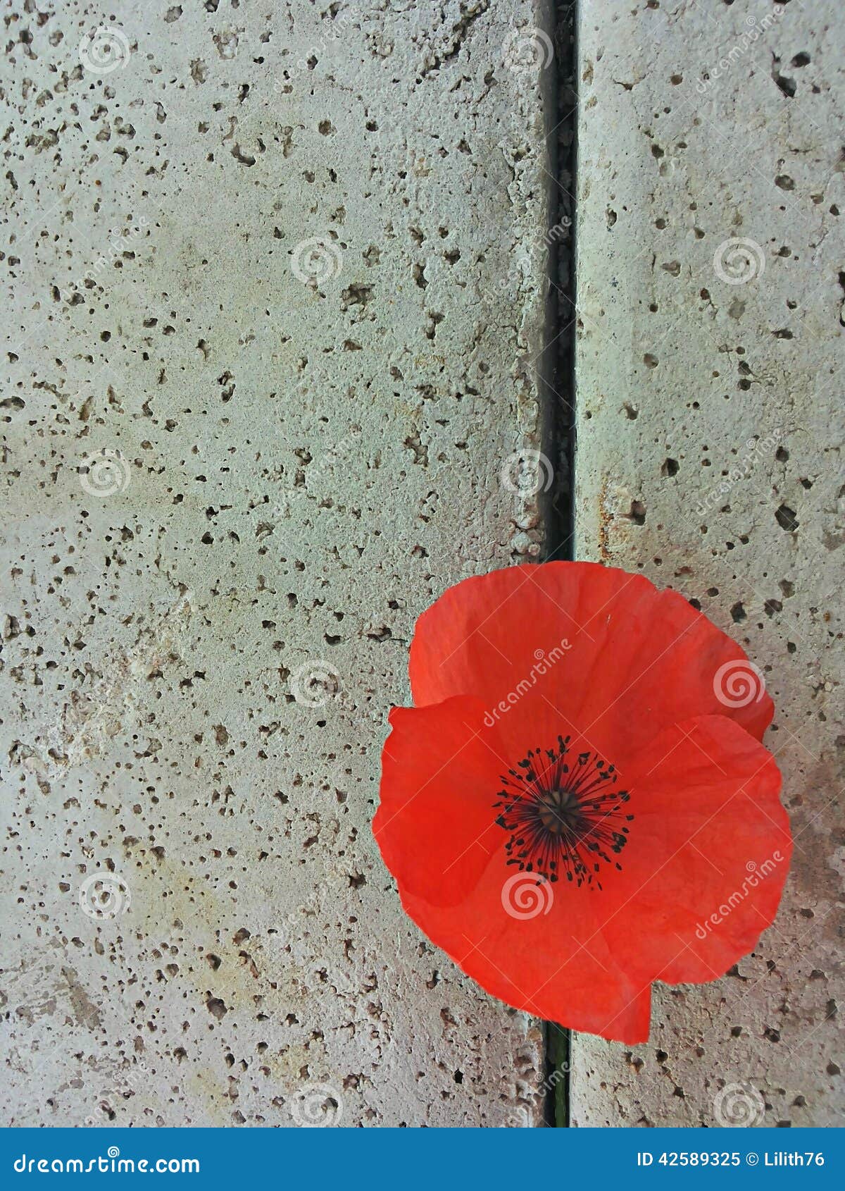 Poppy and concrete stock image. Image of flora, poppy - 42589325