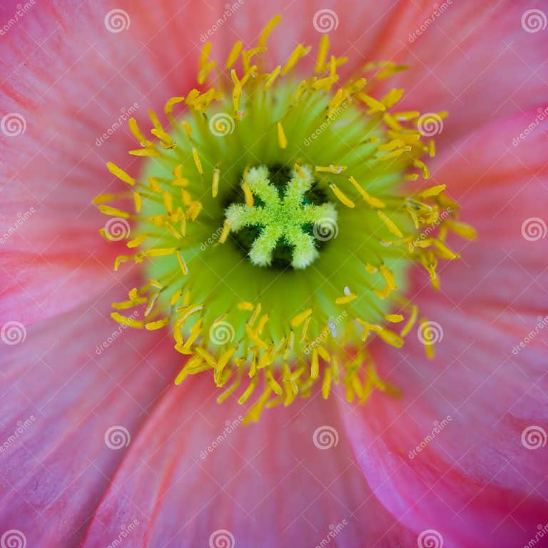 Poppy core stock photo. Image of beauty, petals, beautiful - 23863752