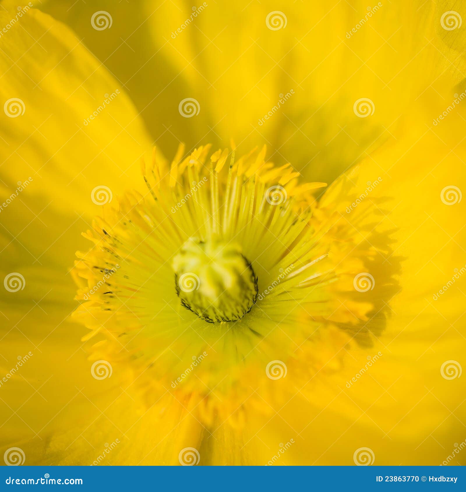 Poppy core stock photo. Image of green, macro, natural - 23863770