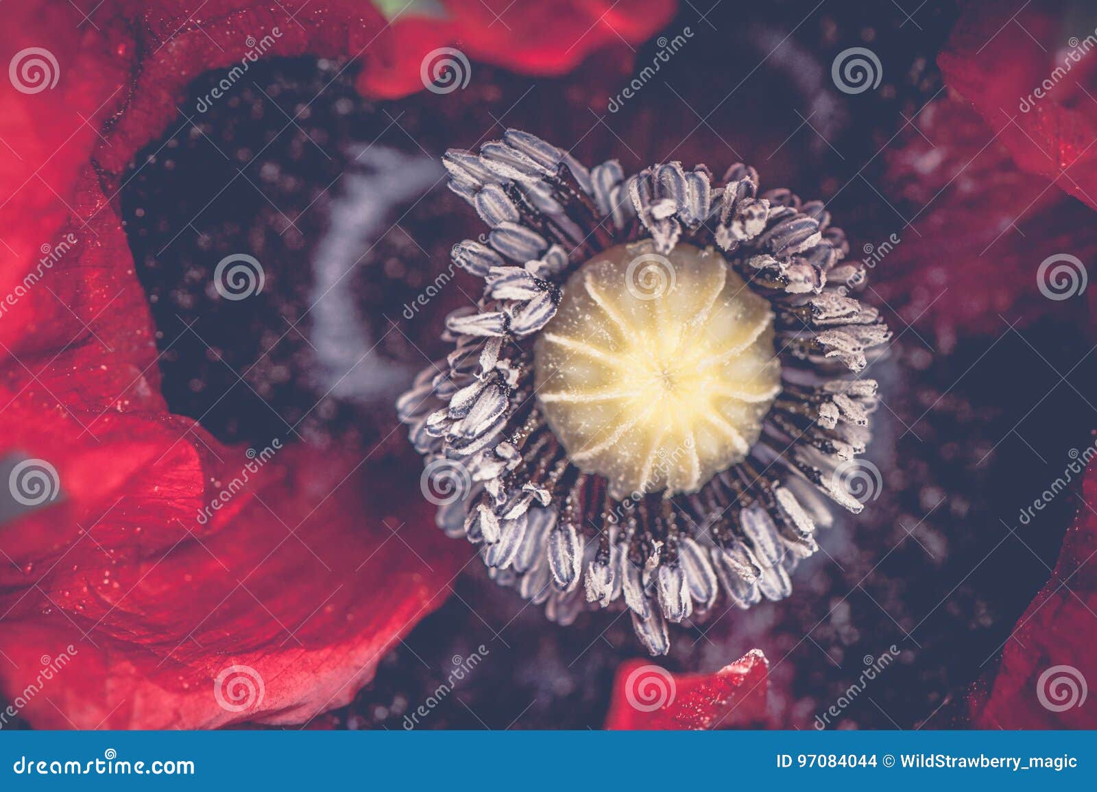 Poppy Core Macro. Floral Background, Toned. Pattern. Stock Photo ...