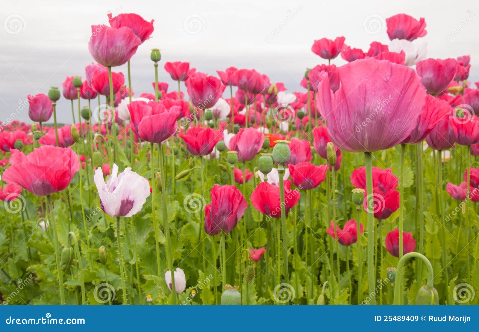Poppy Cultivation in the Netherlands Stock Image - Image of beautiful ...