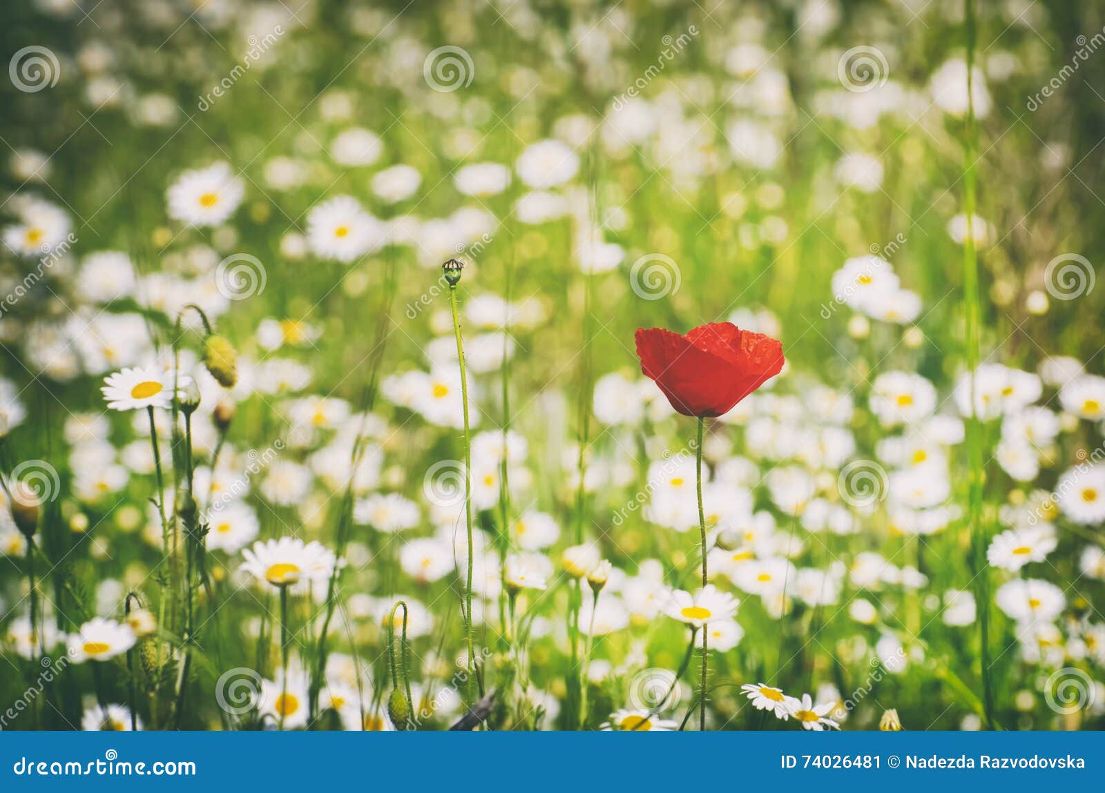 Poppy and Daisy Field stock image. Image of scene, field - 74026481