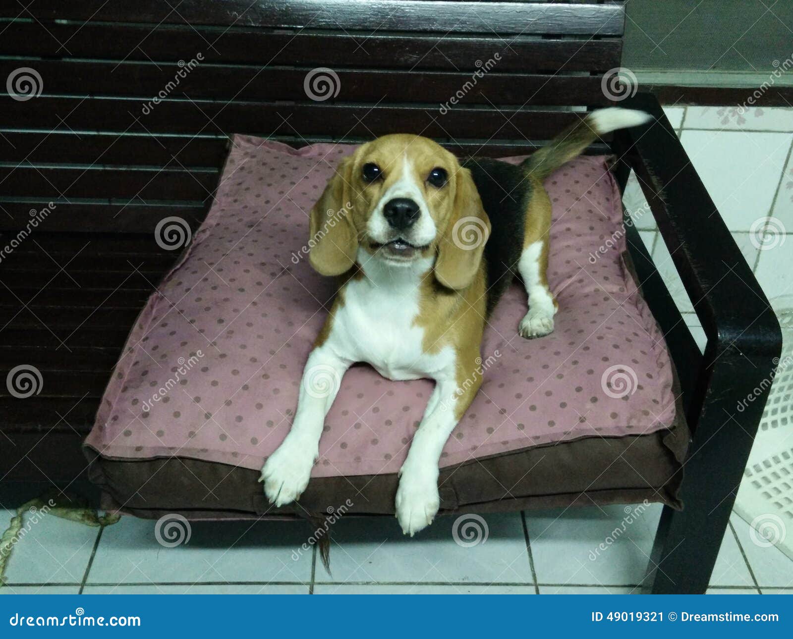 Poppy dog stock image. Image of cute, relax, poppy, beagle - 49019321