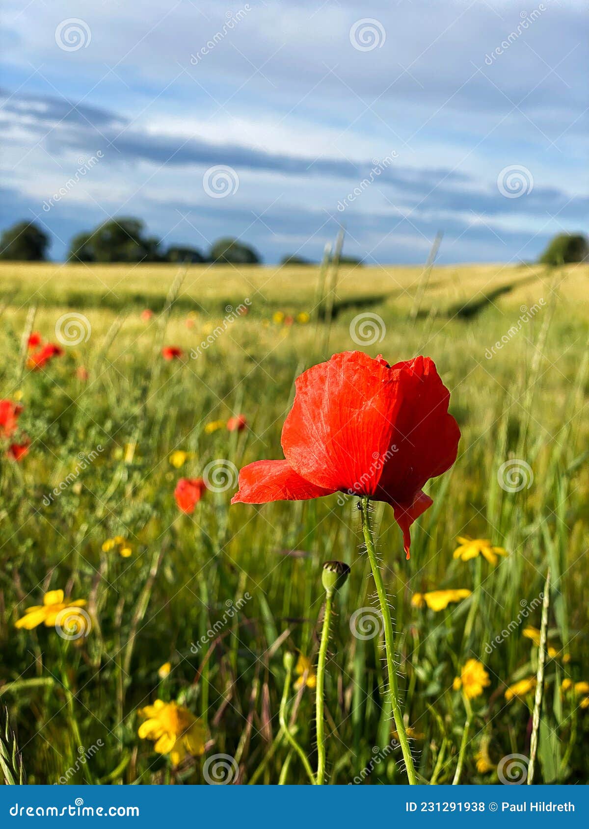 Poppy on the Edge of a Wheatfield Stock Photo - Image of poppy, spring ...