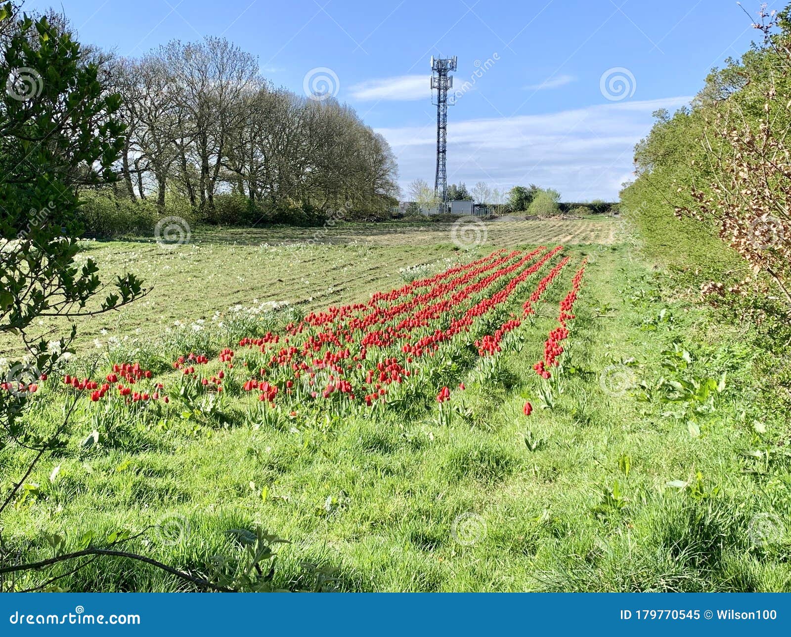 Poppy Farm stock image. Image of flower, farm, full - 179770545