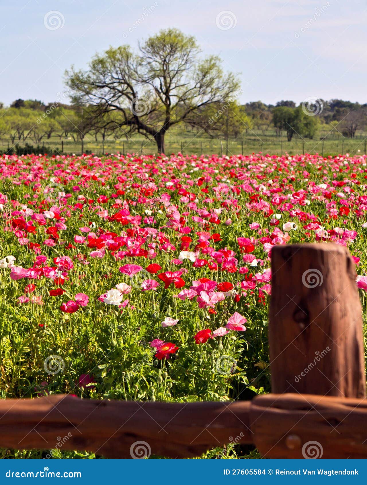 Poppy farming stock photo. Image of banner, field, bloom - 27605584