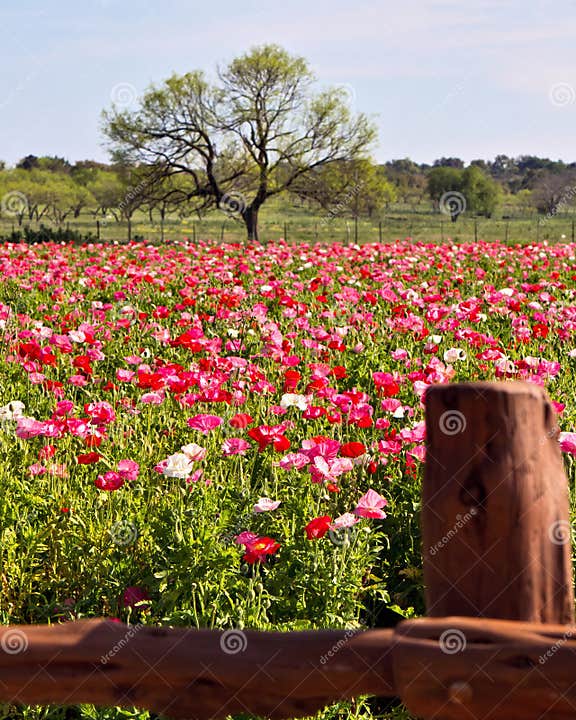 Poppy farming stock photo. Image of banner, field, bloom - 27605584