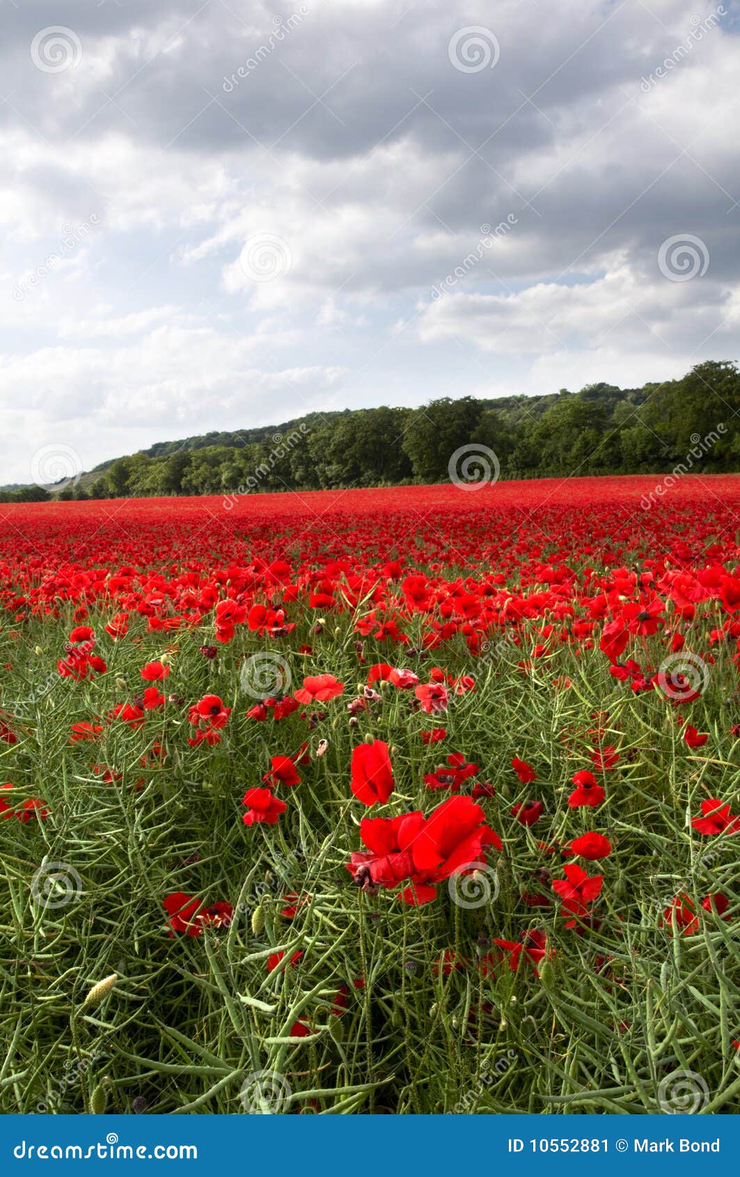 Poppy Field stock image. Image of colorful, outdoor, blue - 10552881
