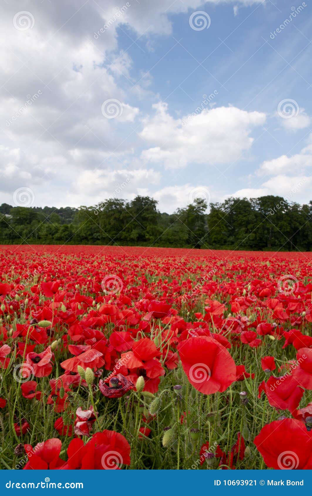 Poppy Field stock image. Image of leaf, kent, clouds - 10693921