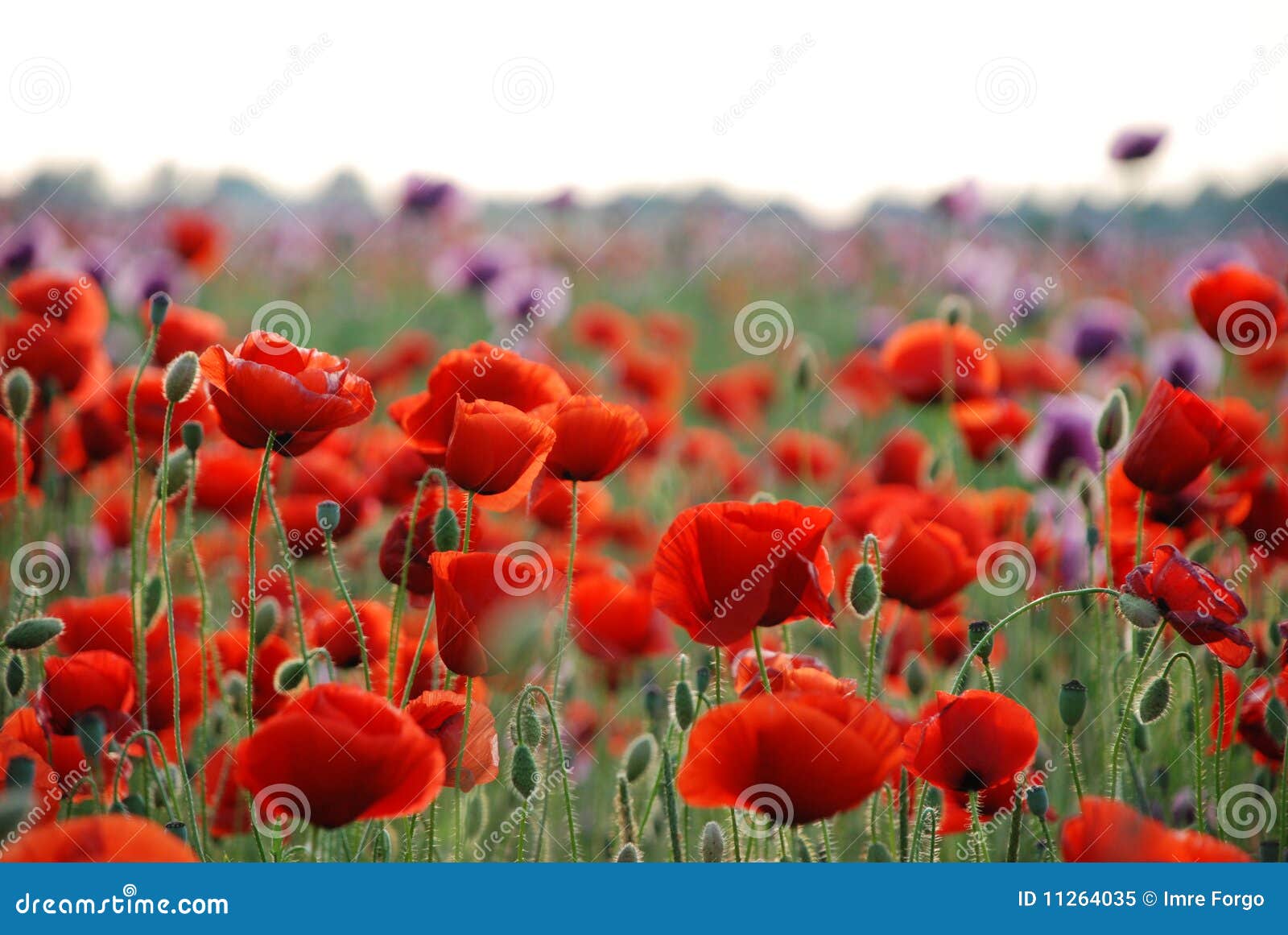 Poppy field stock image. Image of flower, gardening, beautiful - 11264035
