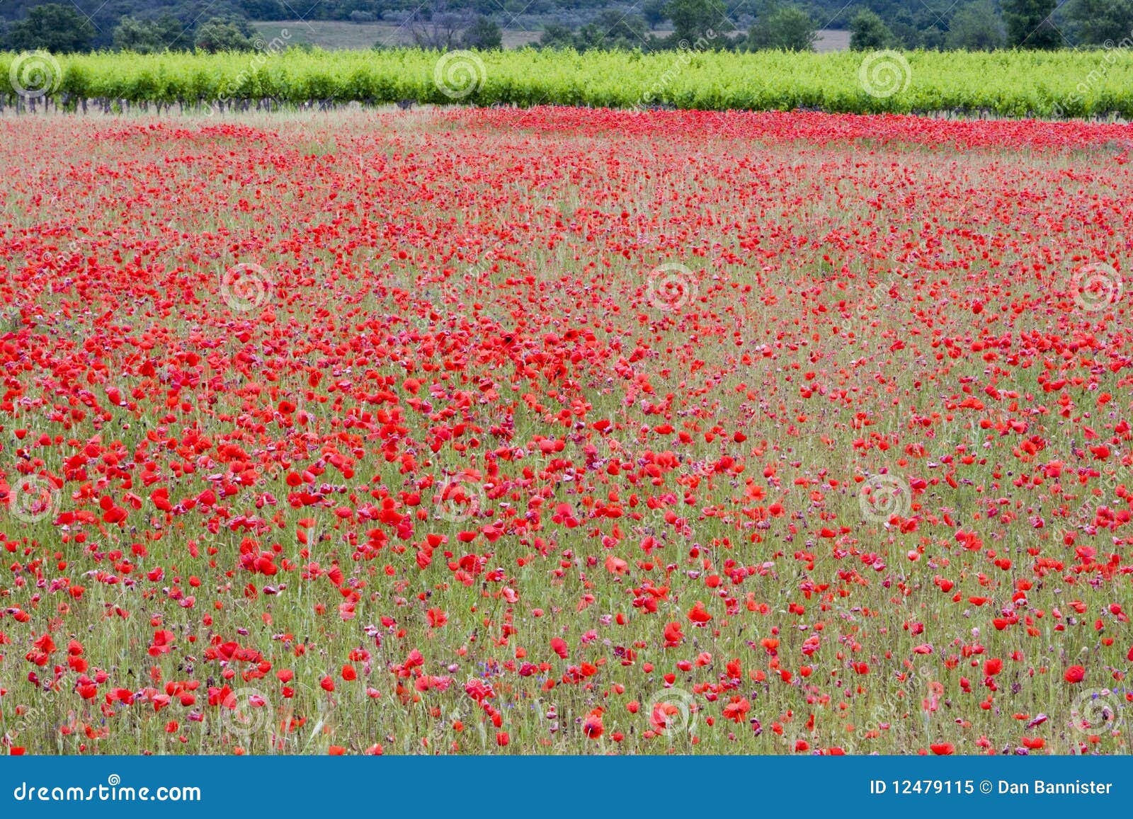 Poppy Field stock image. Image of provence, rural, vacation - 12479115