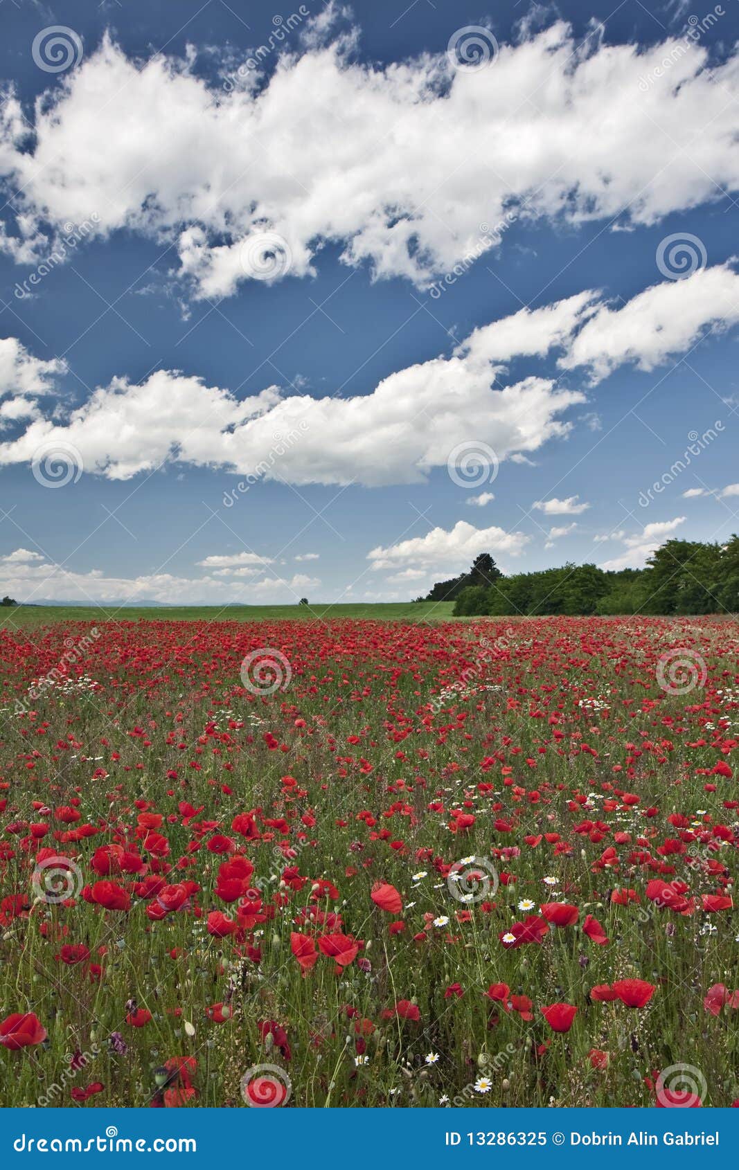 Poppy field stock image. Image of clean, natural, beautiful - 13286325