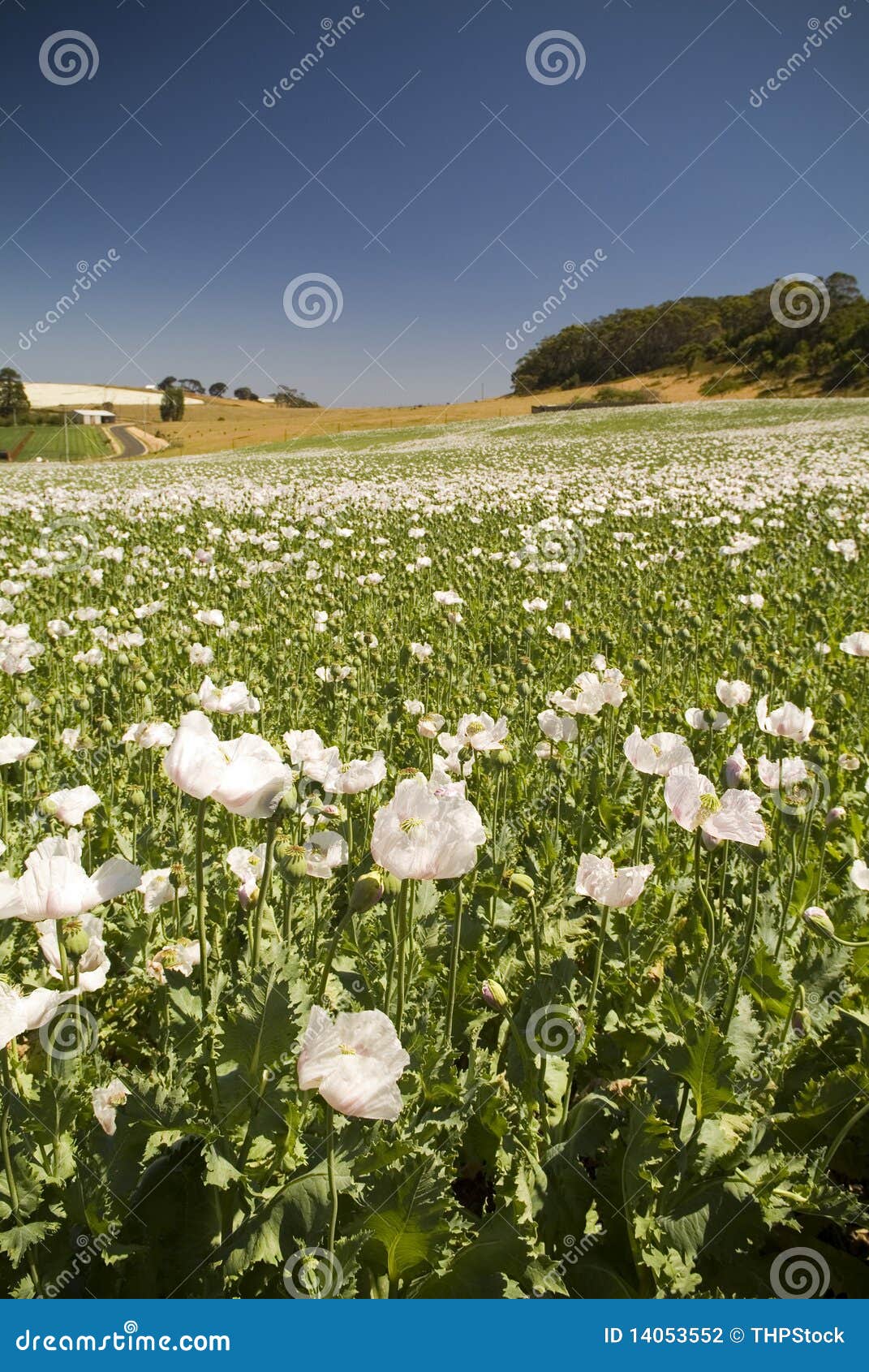 Poppy Field on Table Cape, Tasmania Stock Photo - Image of flower ...