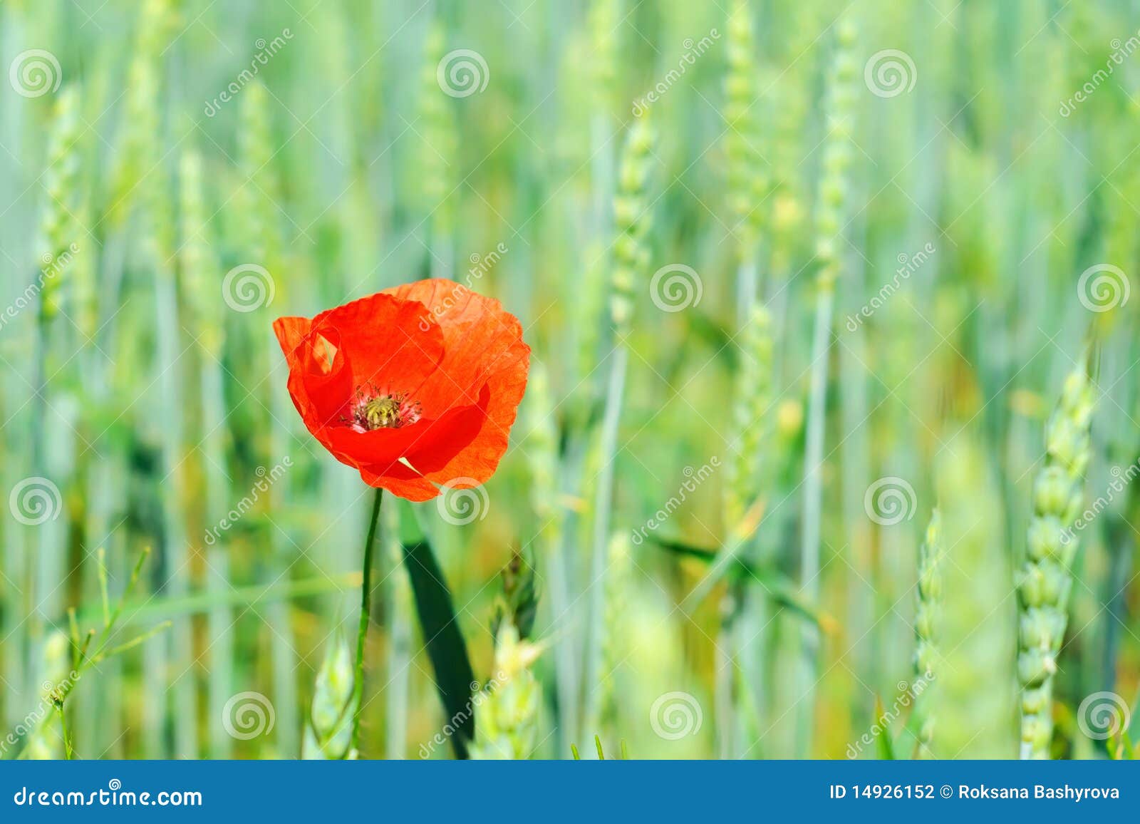 Poppy in a field stock photo. Image of focus, landscape - 14926152