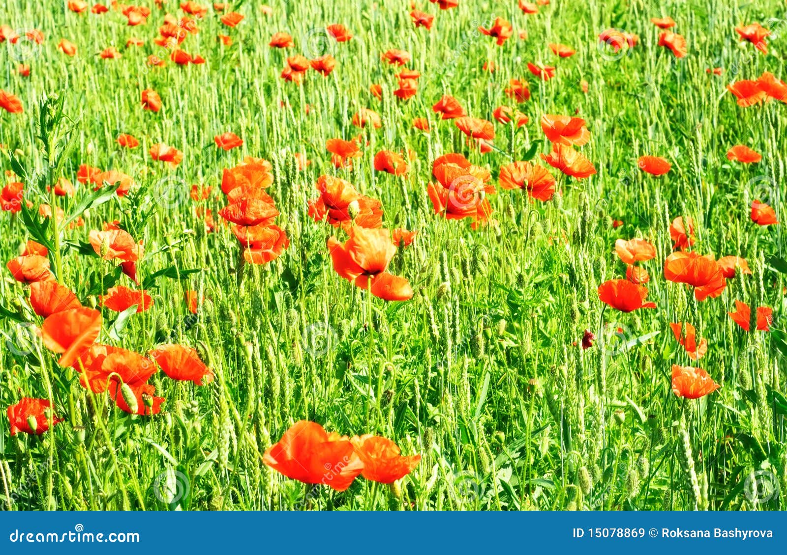 Poppy in a field stock image. Image of floral, landscape - 15078869