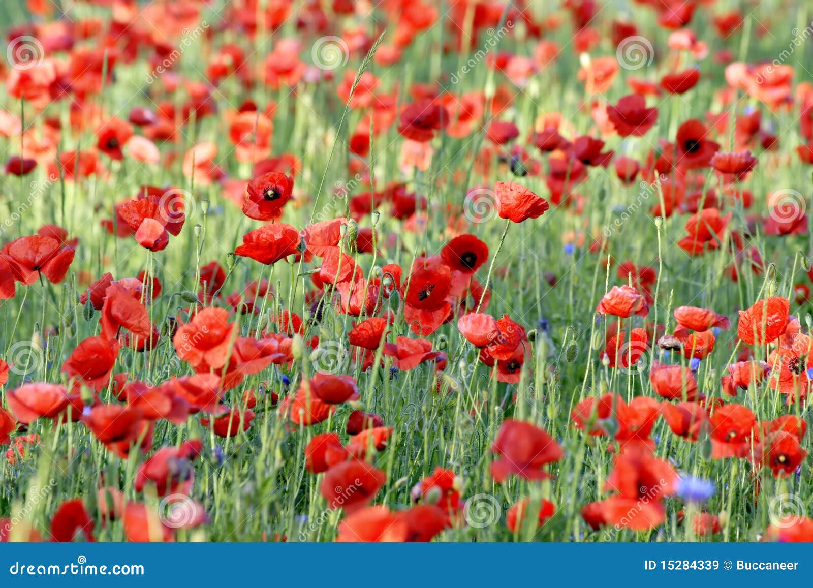 Poppy field stock image. Image of beautiful, colorful - 15284339