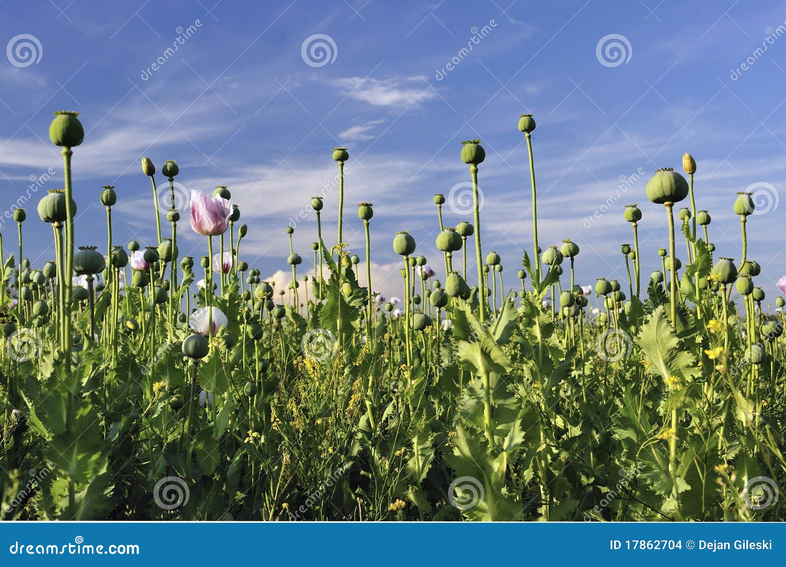Poppy field stock photo. Image of ball, grey, bulb, arrangement - 17862704