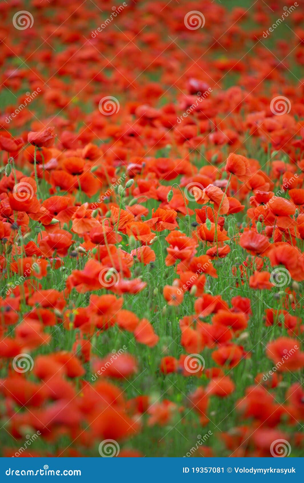 Poppy field stock image. Image of rural, beautiful, flower - 19357081