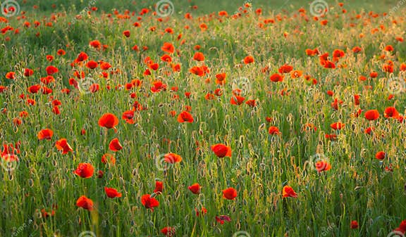 Poppy field stock photo. Image of field, scarlet, death - 19936764