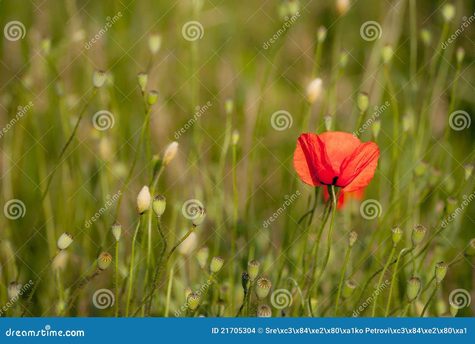 Poppy in field stock photo. Image of spring, single, uncultivated ...
