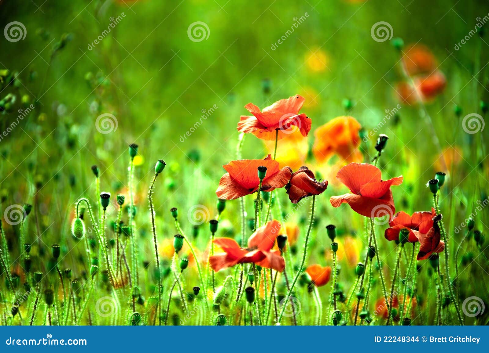 Poppy In A Field Stock Photography | CartoonDealer.com #38259182