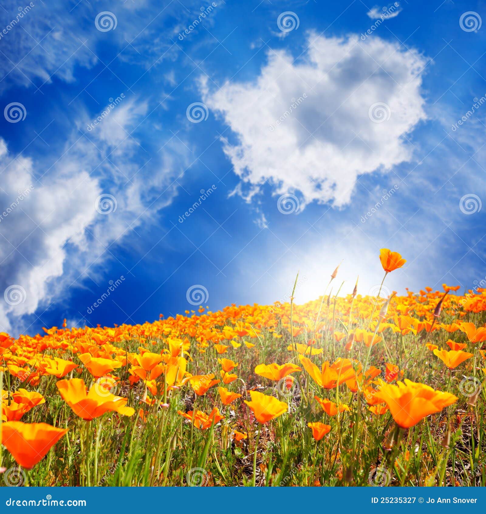 Poppy field stock image. Image of spring, sunshine, rural - 25235327