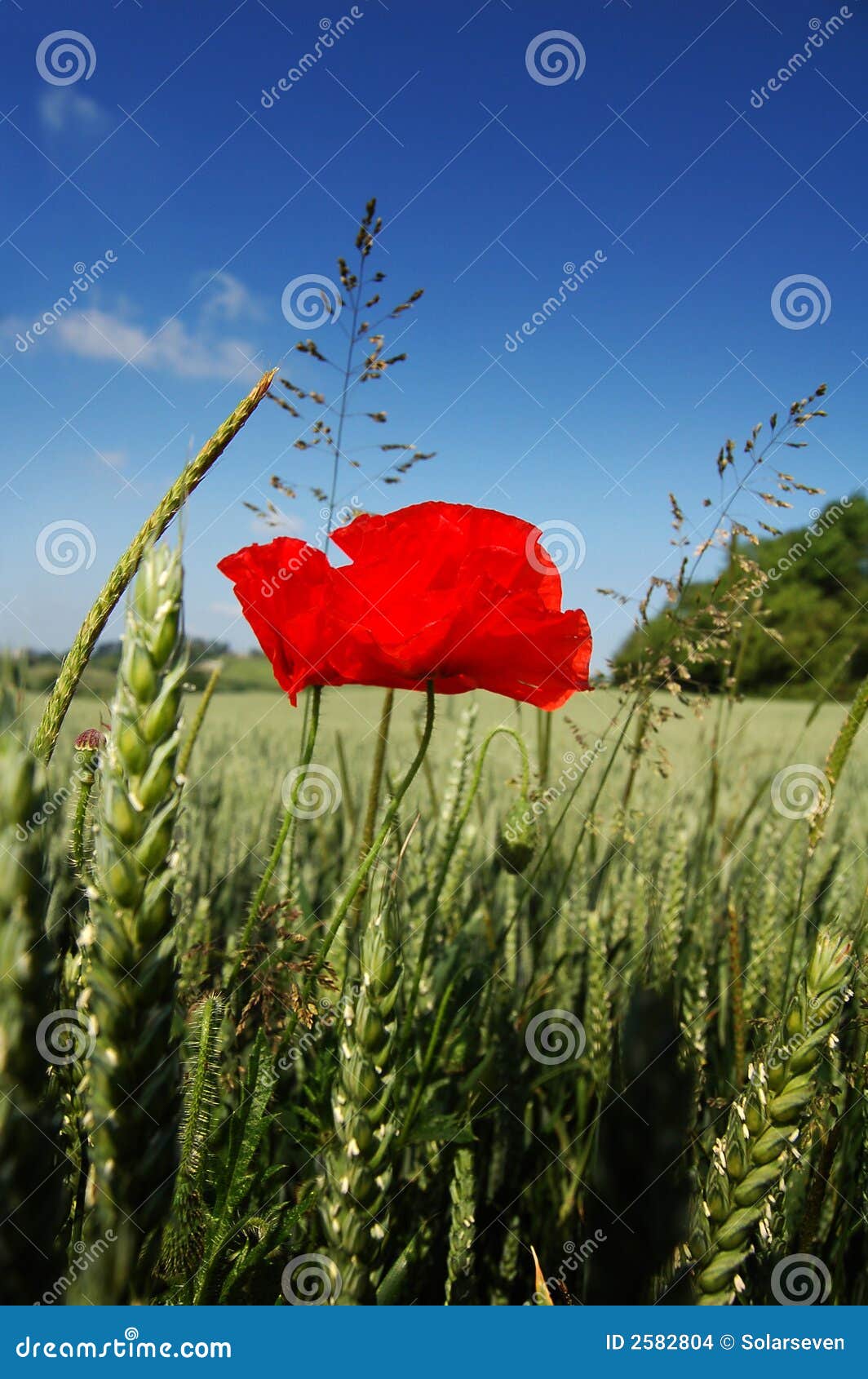 Poppy in a Field stock photo. Image of beautiful, color - 2582804