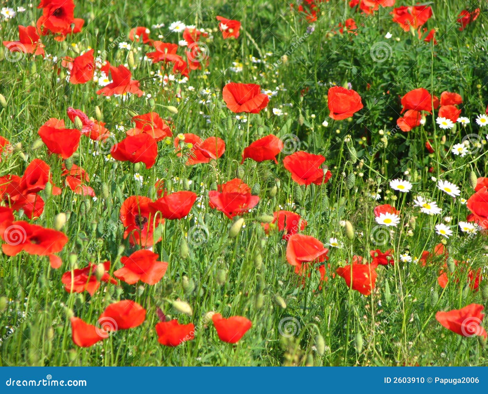 Poppy field stock photo. Image of beauty, colorful, floral - 2603910