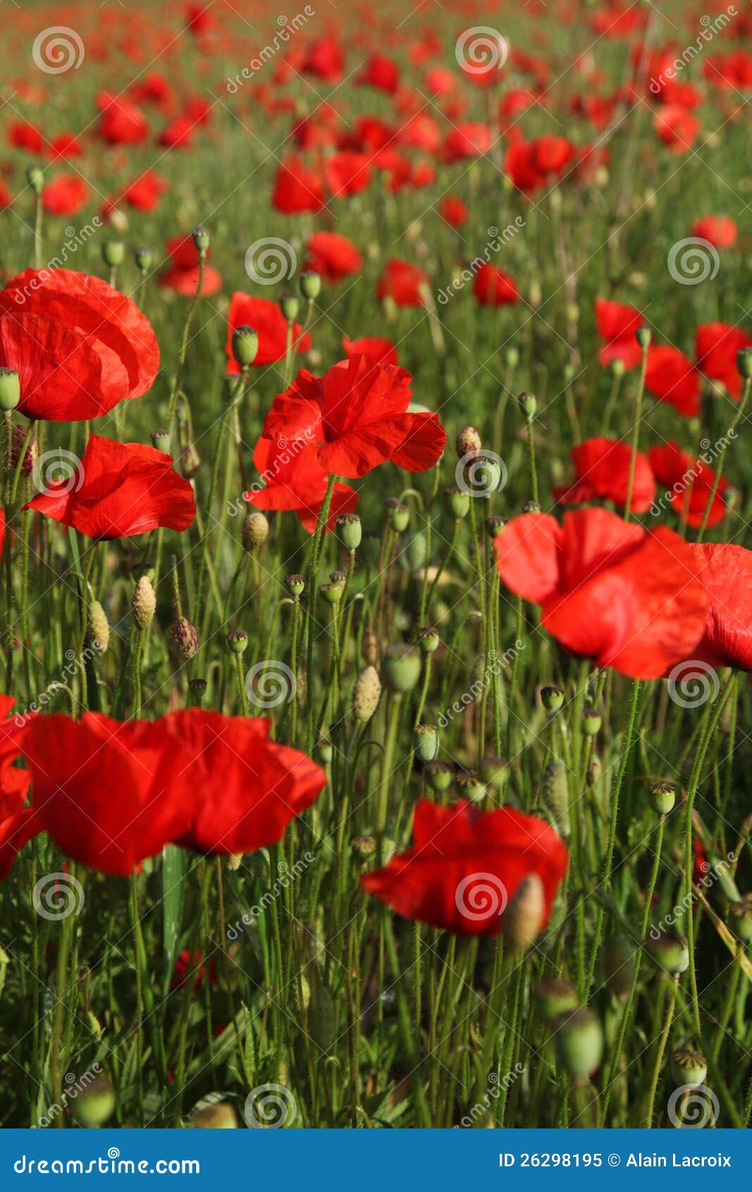 Poppy field stock image. Image of papaver, colors, colour - 26298195