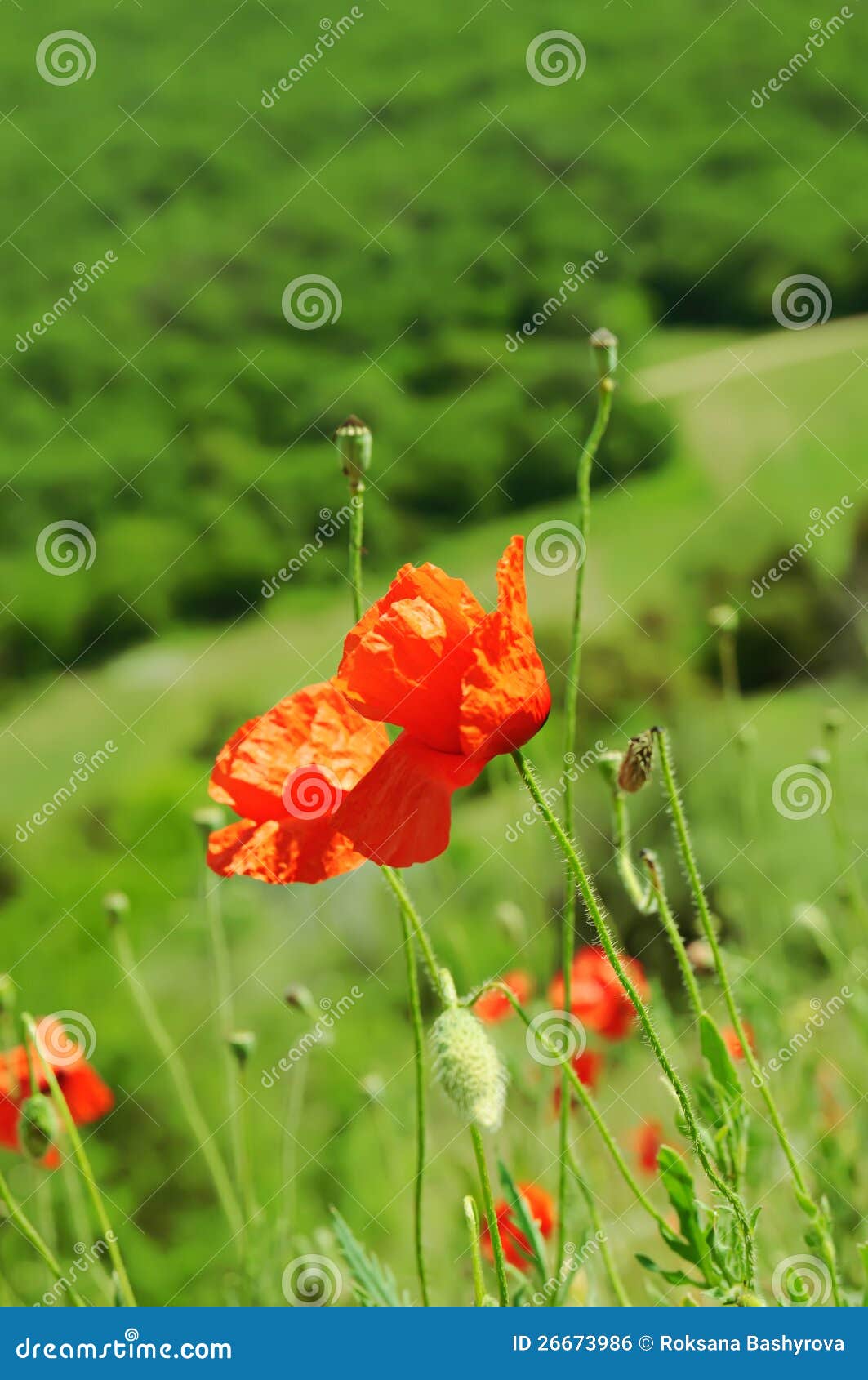 Poppy in a field stock photo. Image of poppies, beauty - 26673986