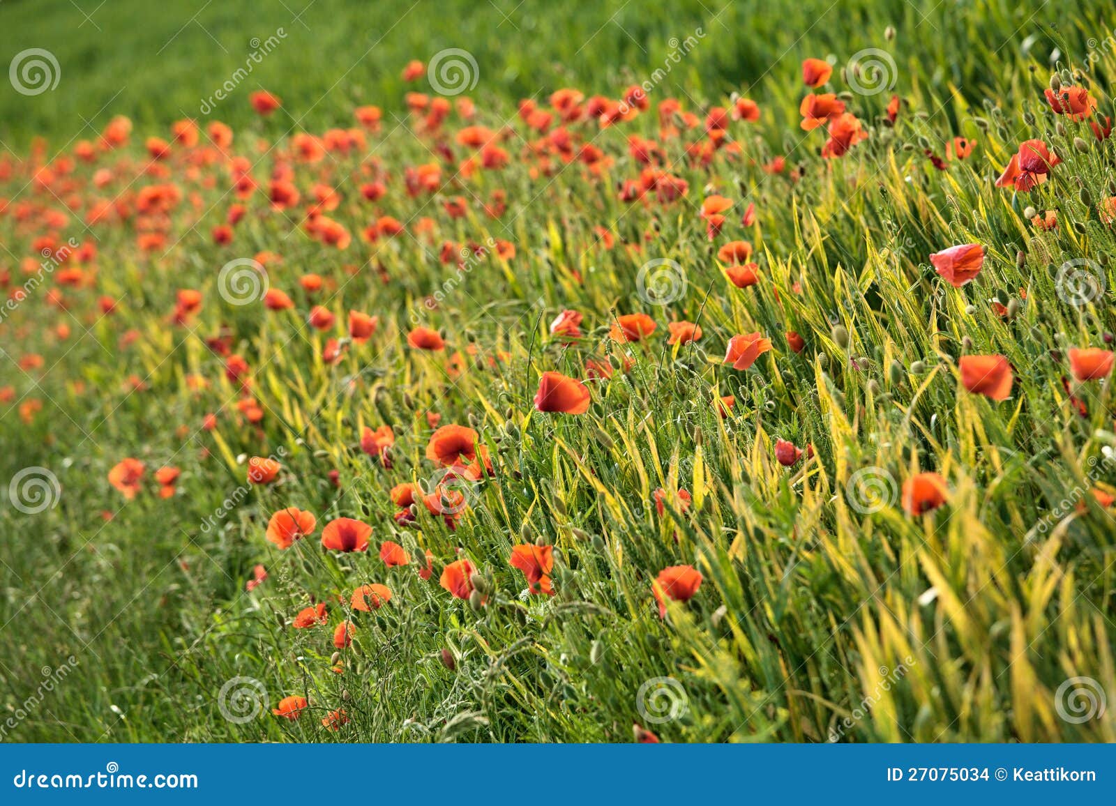 Poppy field stock photo. Image of floral, light, petal - 27075034